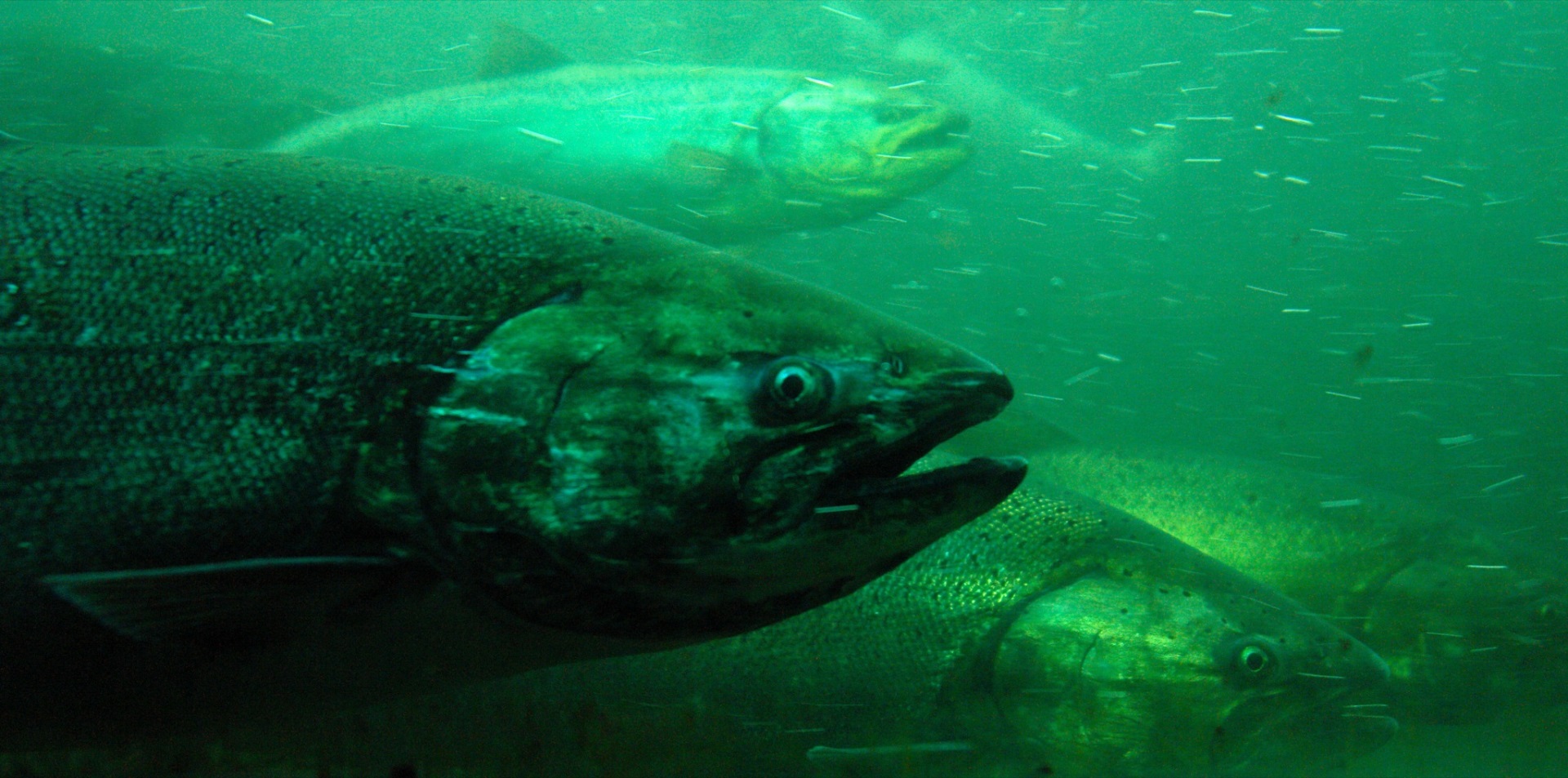 BC research helping to characterize salmon’s ability to adapt to ...