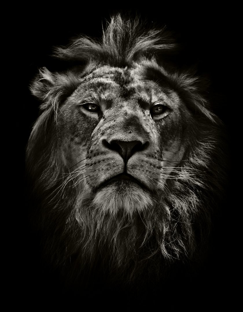 The Canine Virus, a parasite in India, kills 24 endangered lions ...