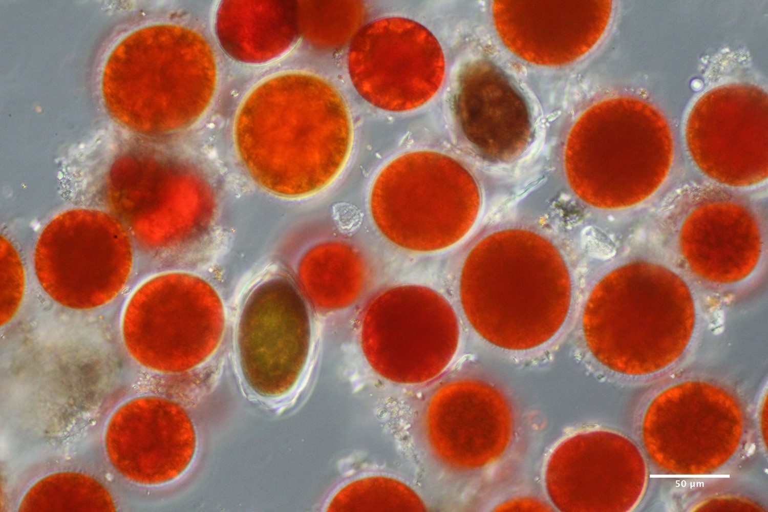 Understanding the microbiome—human, animal, and environmental - Genome BC