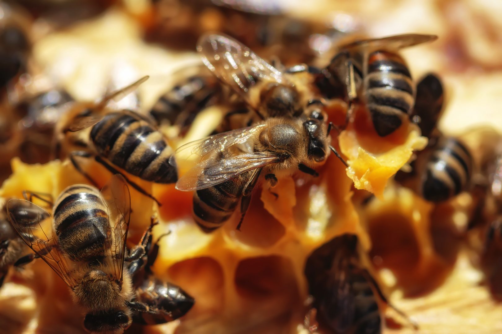 Taking the guess work out of hygienic bee colonies - Genome BC