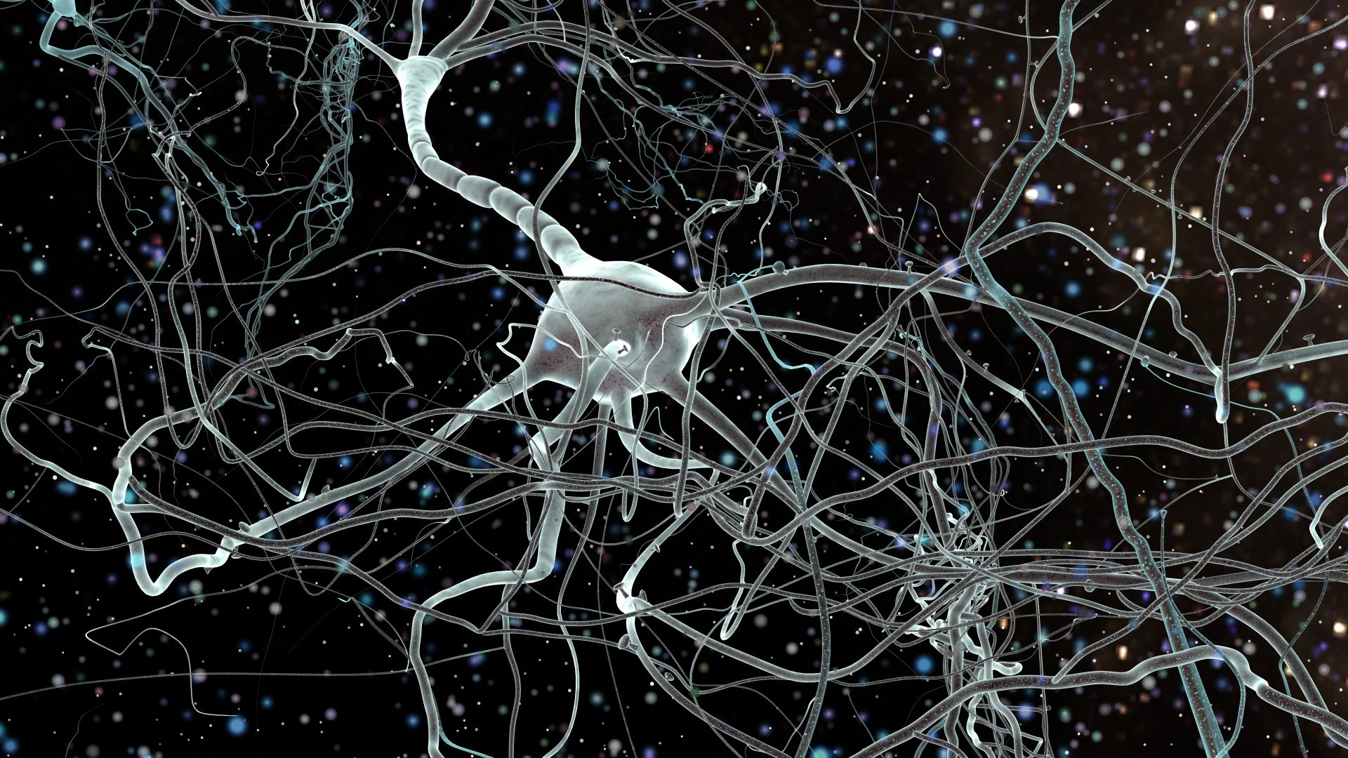 Blood flow regulated across the body by one part of the brain - Genome BC