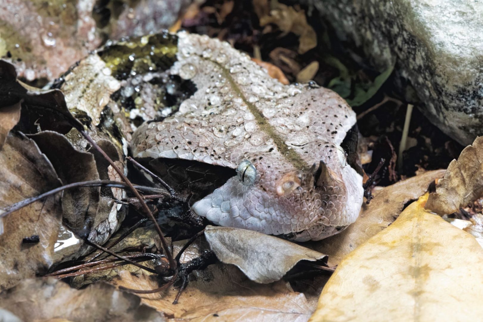 Mimicry makes toad look less tasty - Genome BC