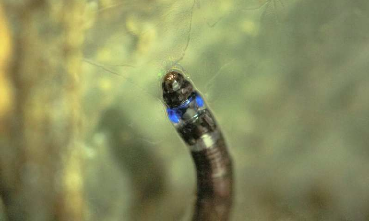 Blue bioluminescent insect found in Brazil - Genome BC