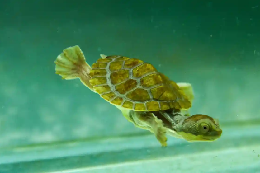 Bellinger turtle numbers improved with captive breeding - Genome BC