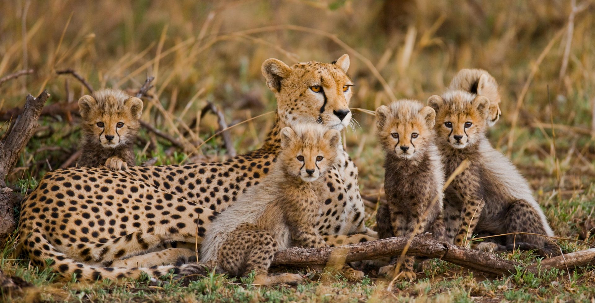 DNA Samples Are Helping Us Better Understand Cheetahs Genome BC dna-samples-are-helping-us-better-understand-cheetahs-genome-bc