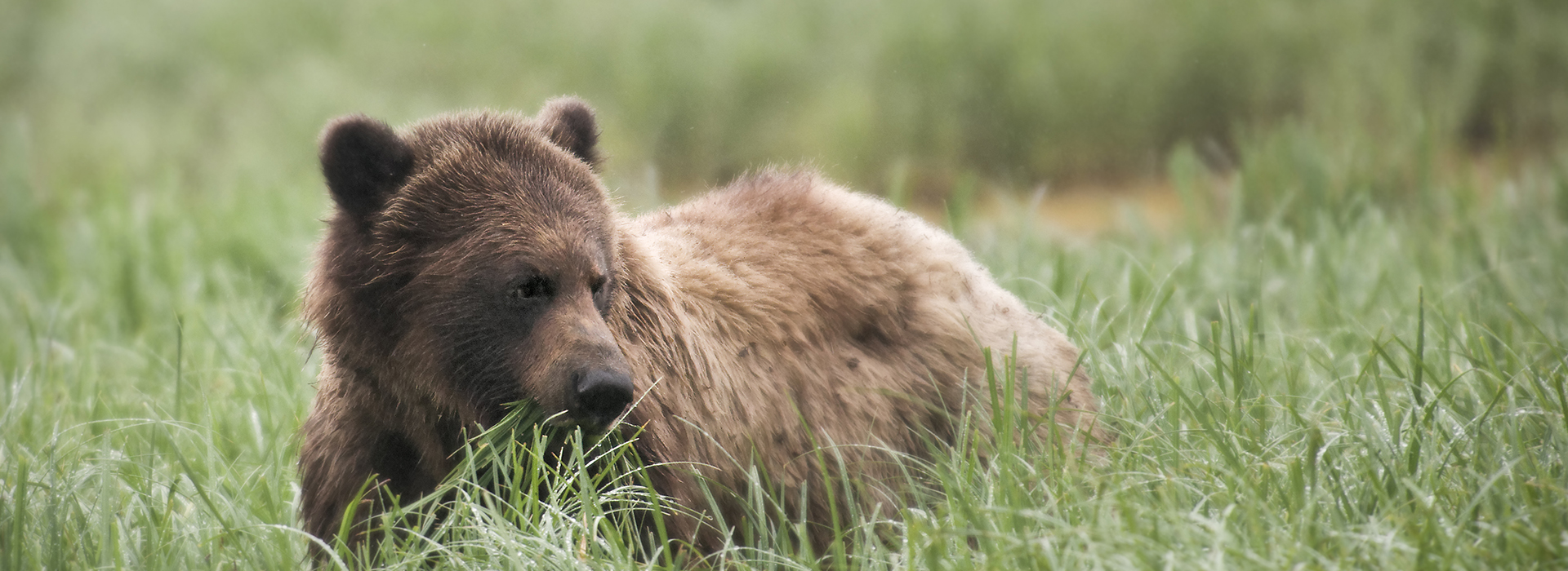 Genomic tools will help support Grizzly bear management - Genome BC